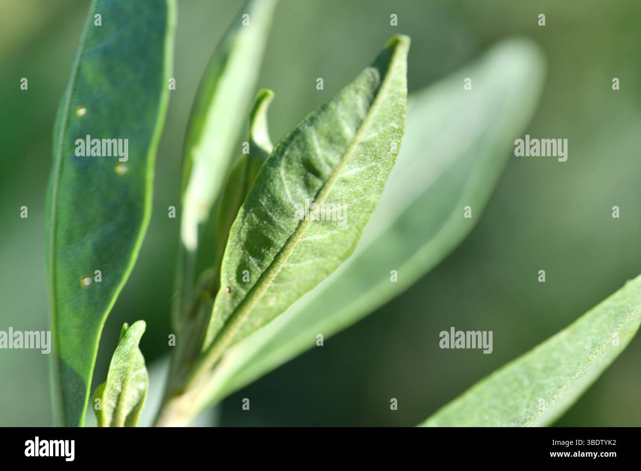 Duboisia myoporoides hi-res stock photography and images - Alamy