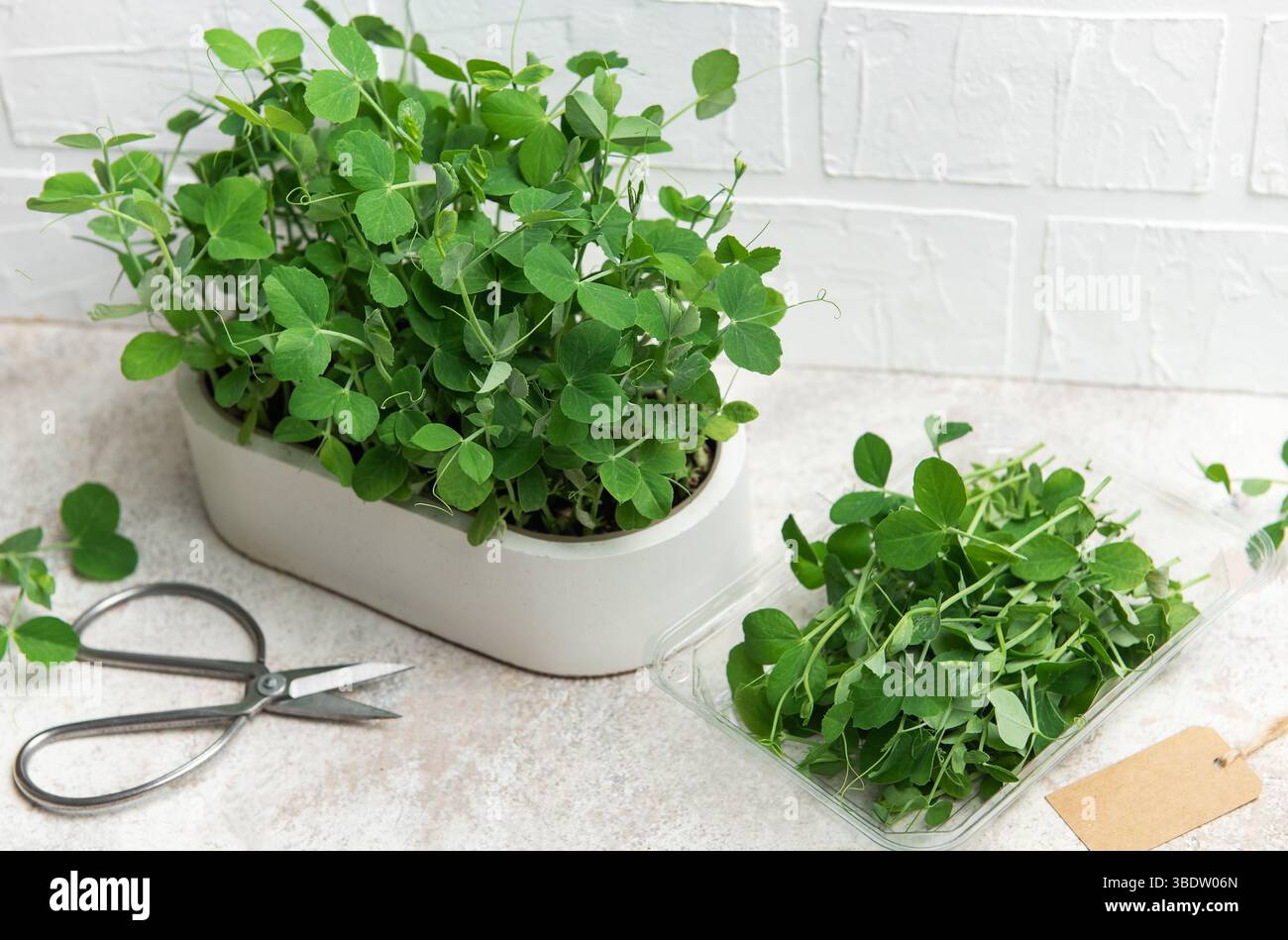 Fresh pea microgreens growing in a white pot and being harvested into a ...