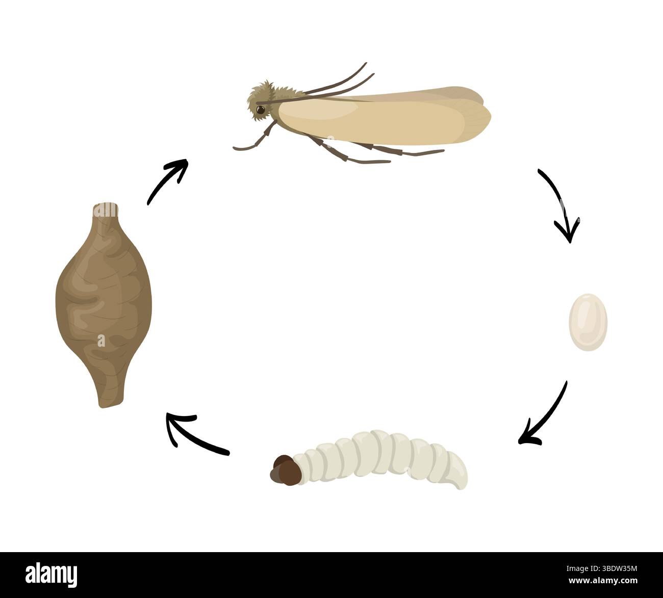 Complete metamorphosis insect Cut Out Stock Images & Pictures - Alamy
