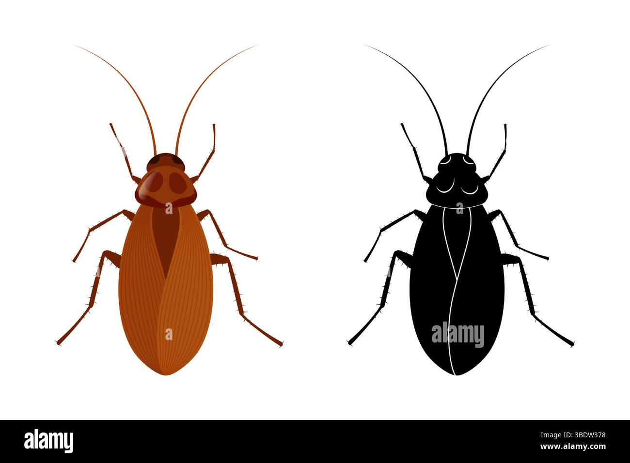 Colored and black and white cockroach insect vector illustration ...
