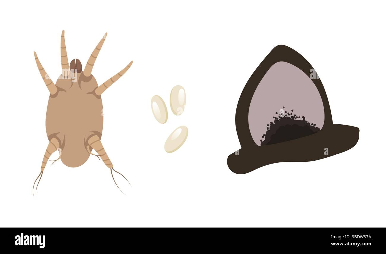 Otodectes cynotis mites and their eggs infesting a cat ear ...