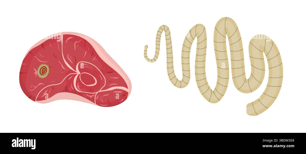 Larva of a tapeworm infecting a slice of raw red meat, representing the ...