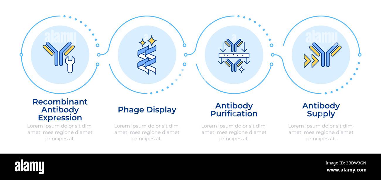 Antibody production process infographic 4 steps Stock Vector Image ...