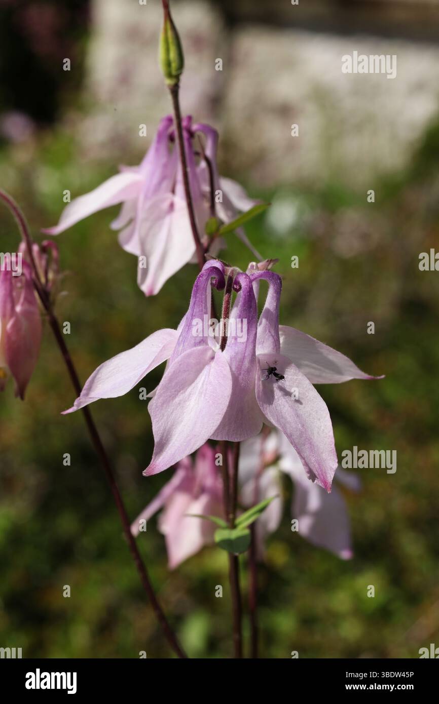 Aquilegia vulgaris, commonly known as the columbine, is a genus of ...