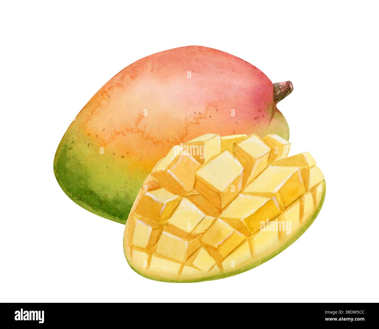Watercolor mango fruits hand drawn illustration isolated on white. Ripe ...