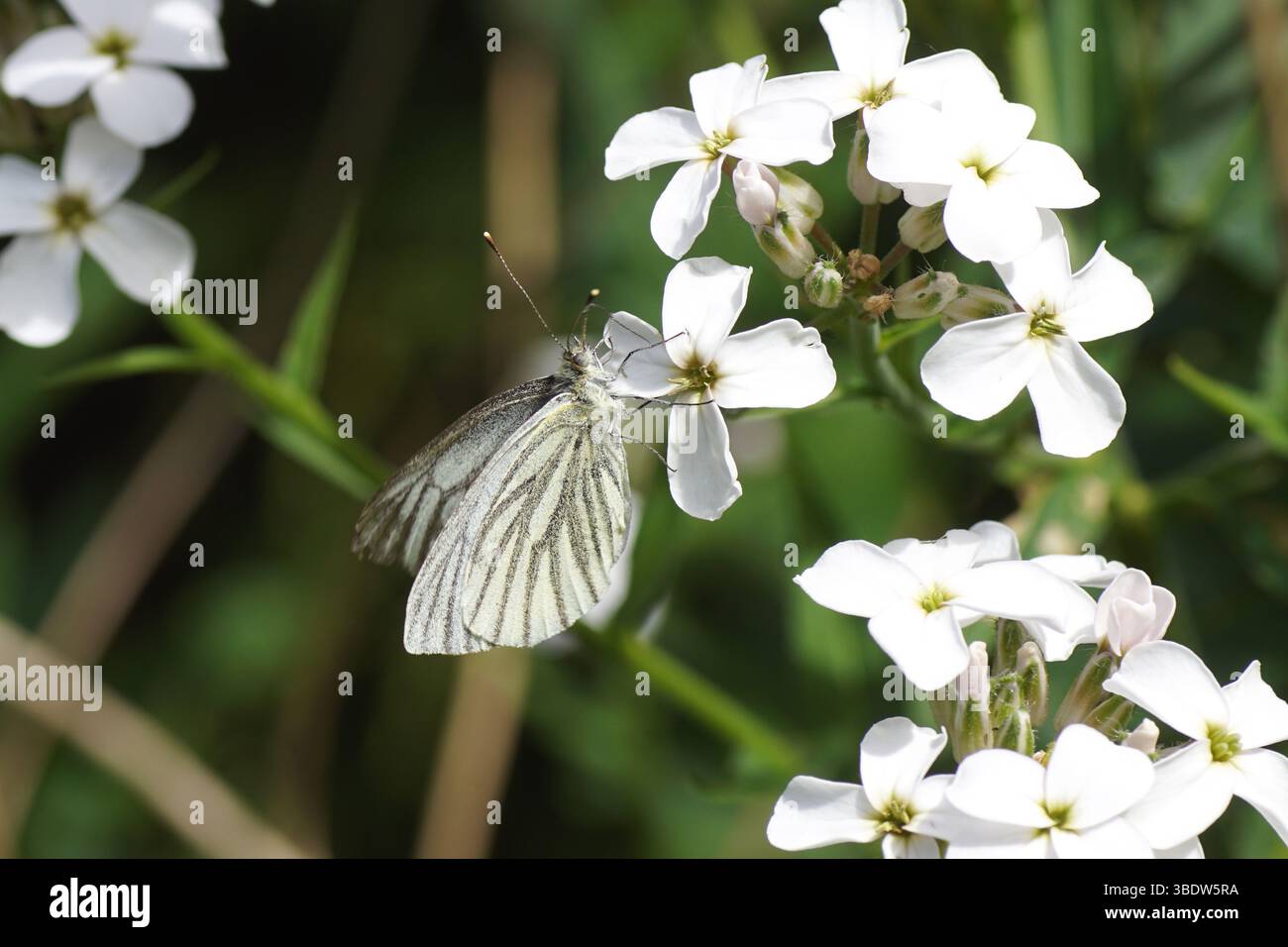 Green-veined white (Pieris napi), family Pieridaeon flowers of dame's ...