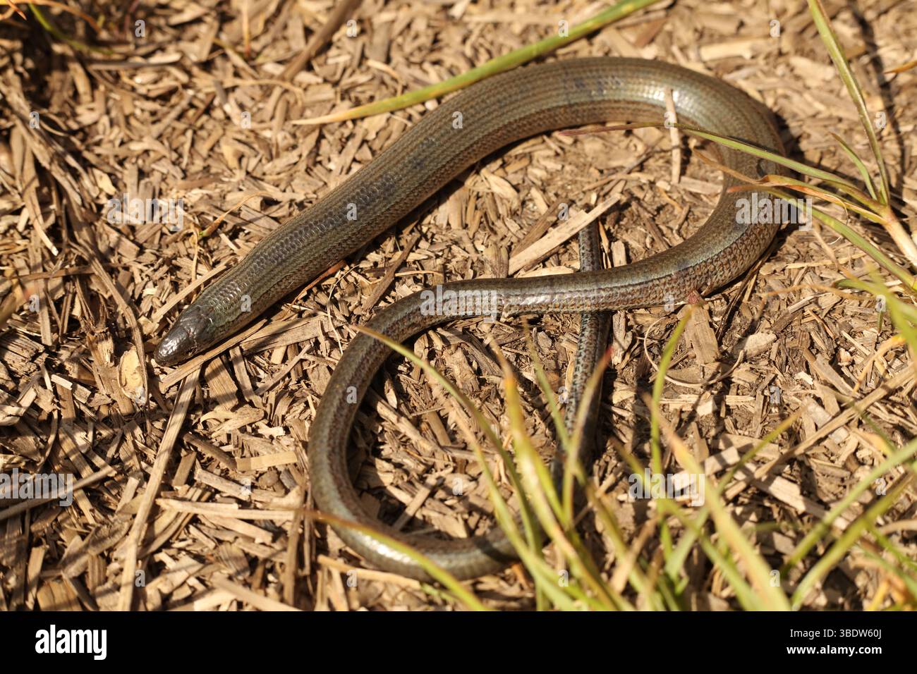Anguis fragilis, the common slow worm, a legless lizard Stock Photo - Alamy