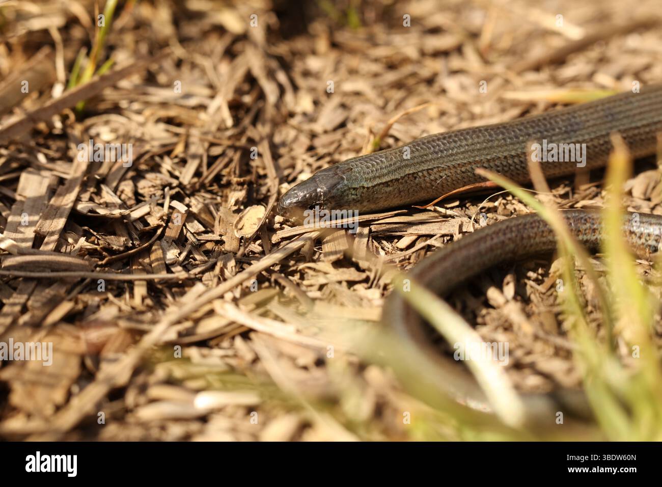 Anguis fragilis, the common slow worm, a legless lizard Stock Photo - Alamy