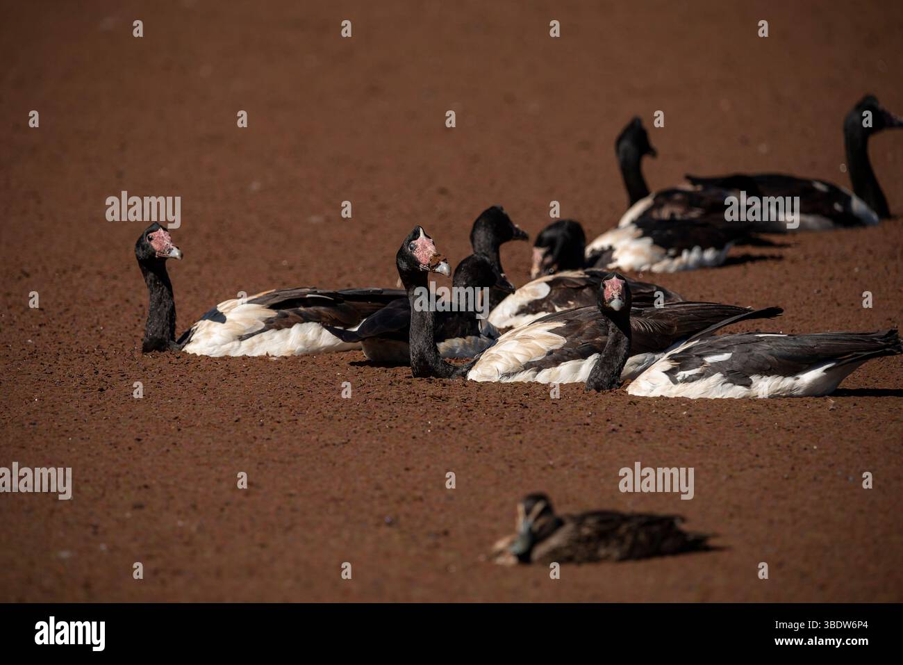 magpie geese in a pond Stock Photo - Alamy