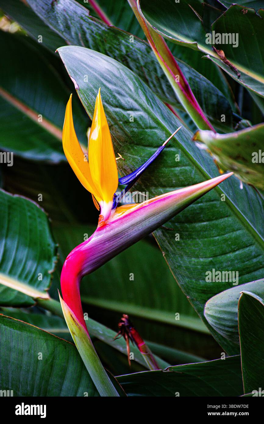 Strelitzia, bird of paradise, Strelitzia reginae, tropical flower ...