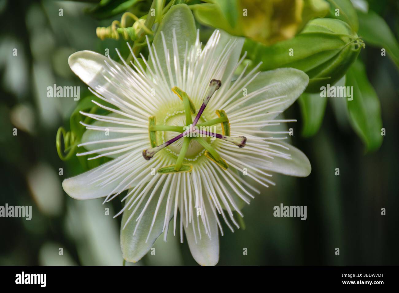 Plant based symmetry hi-res stock photography and images - Alamy
