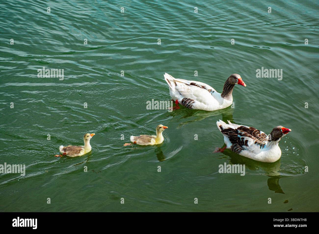 Wild duck ducklings swimming hi-res stock photography and images - Alamy