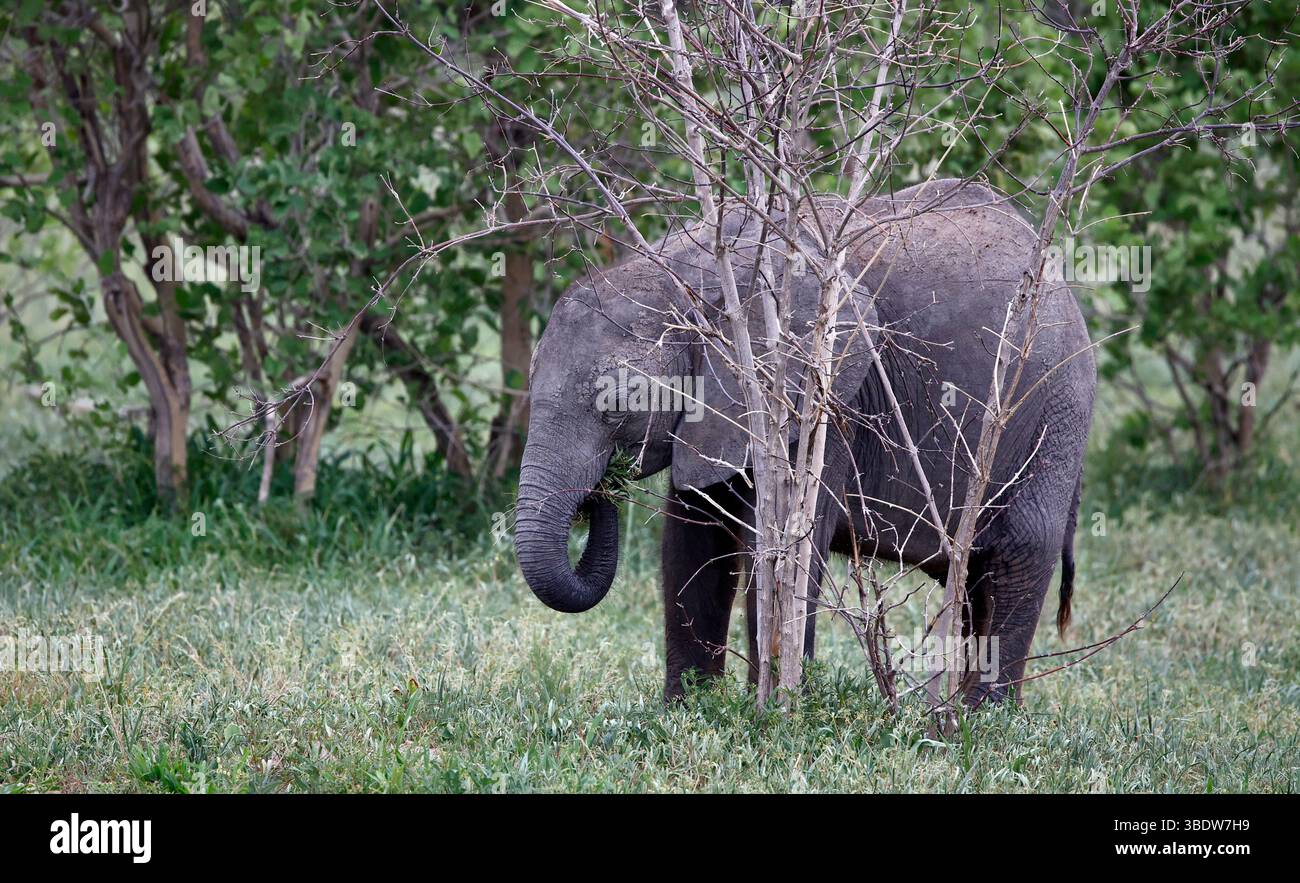 Young elepnat photos hi-res stock photography and images - Alamy