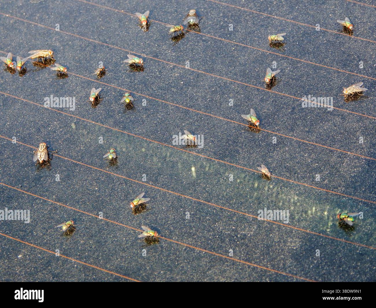 Car covered flies hi-res stock photography and images - Alamy