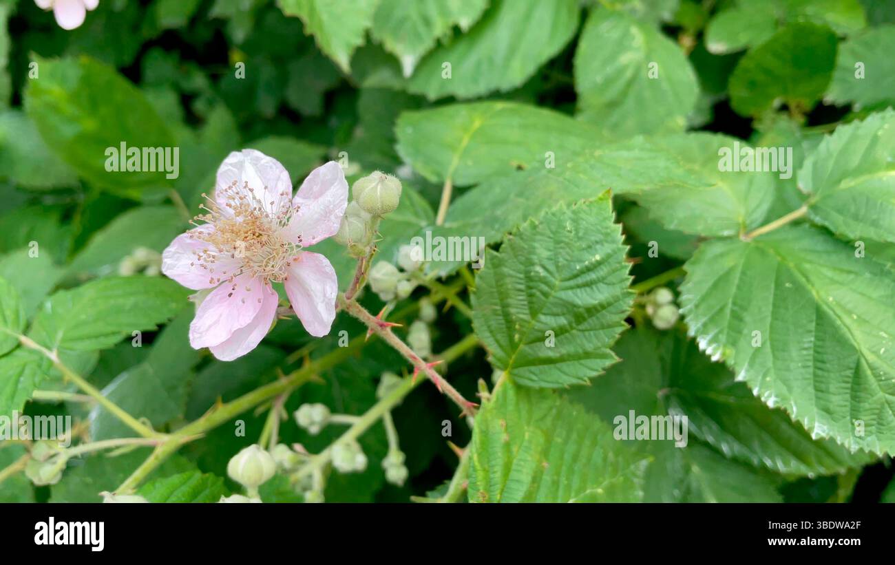 General stock. Blackberry - rubus flower growing in a verge in Amsterdam flower, flowers ...