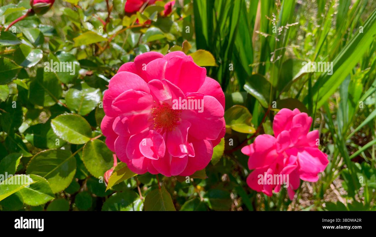 General stock - Gardening pink open rose - rosa. flower, flowers ...