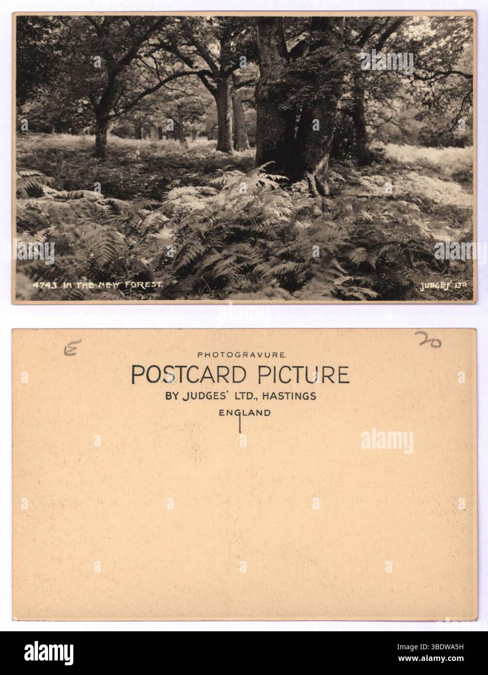 Judges' Postcard 4743. IN THE NEW FOREST. JUDGES’ LTD Stock Photo - Alamy