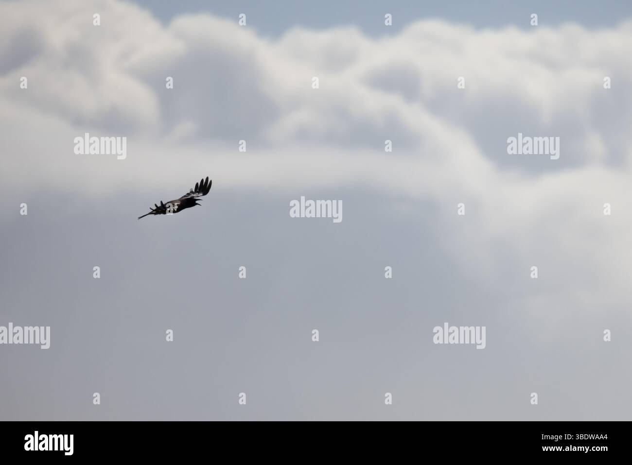 Elegant yet powerful nature hi-res stock photography and images - Alamy