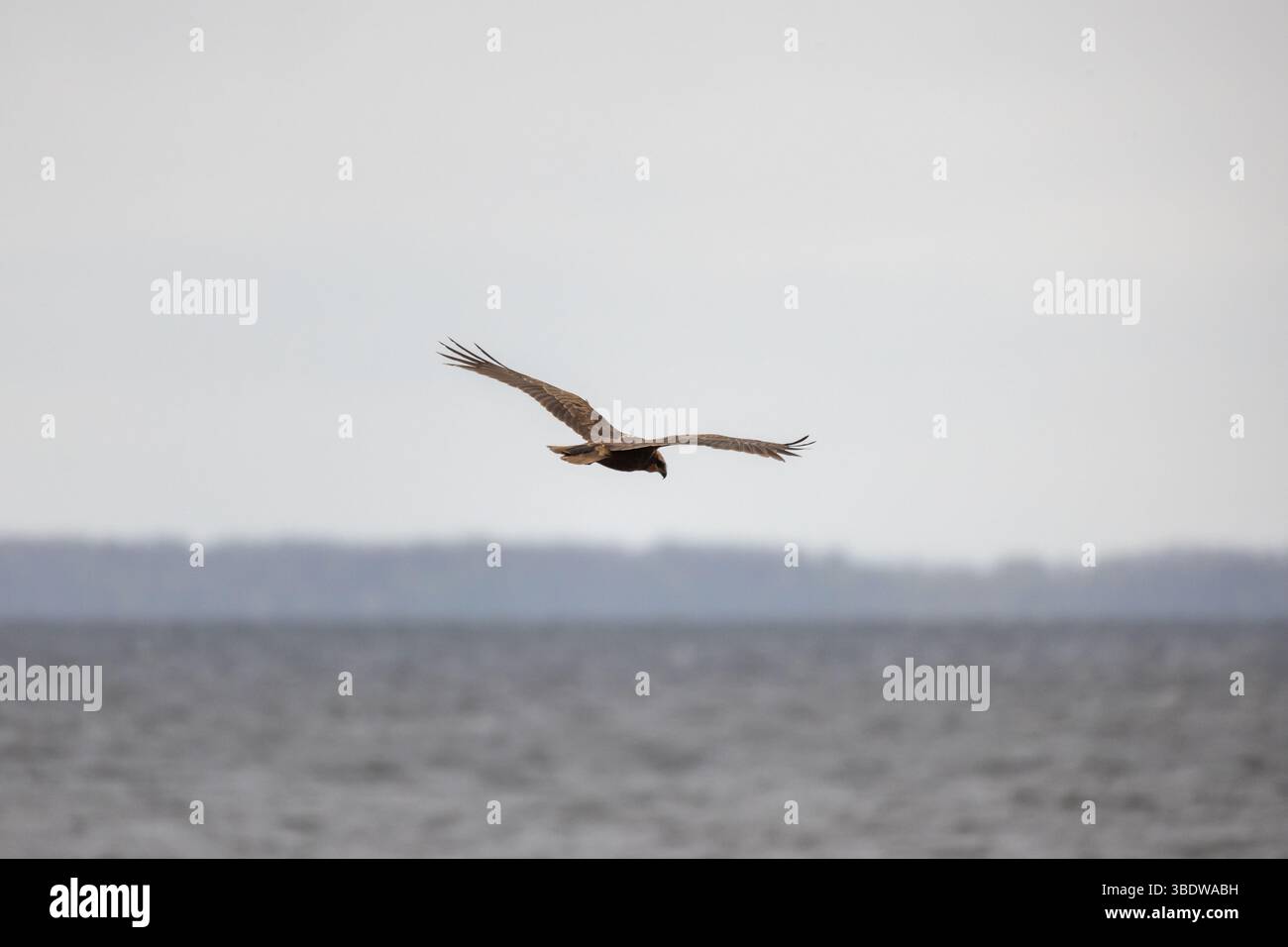 Common buzzard. Bird of prey in mid-flight over a tranquil lake as ...
