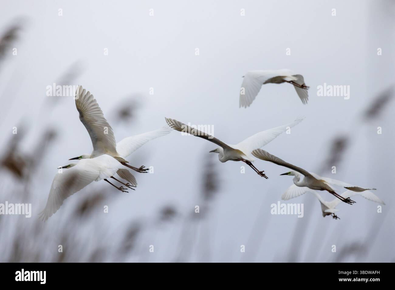 Aerial flock white birds flies hi-res stock photography and images - Alamy