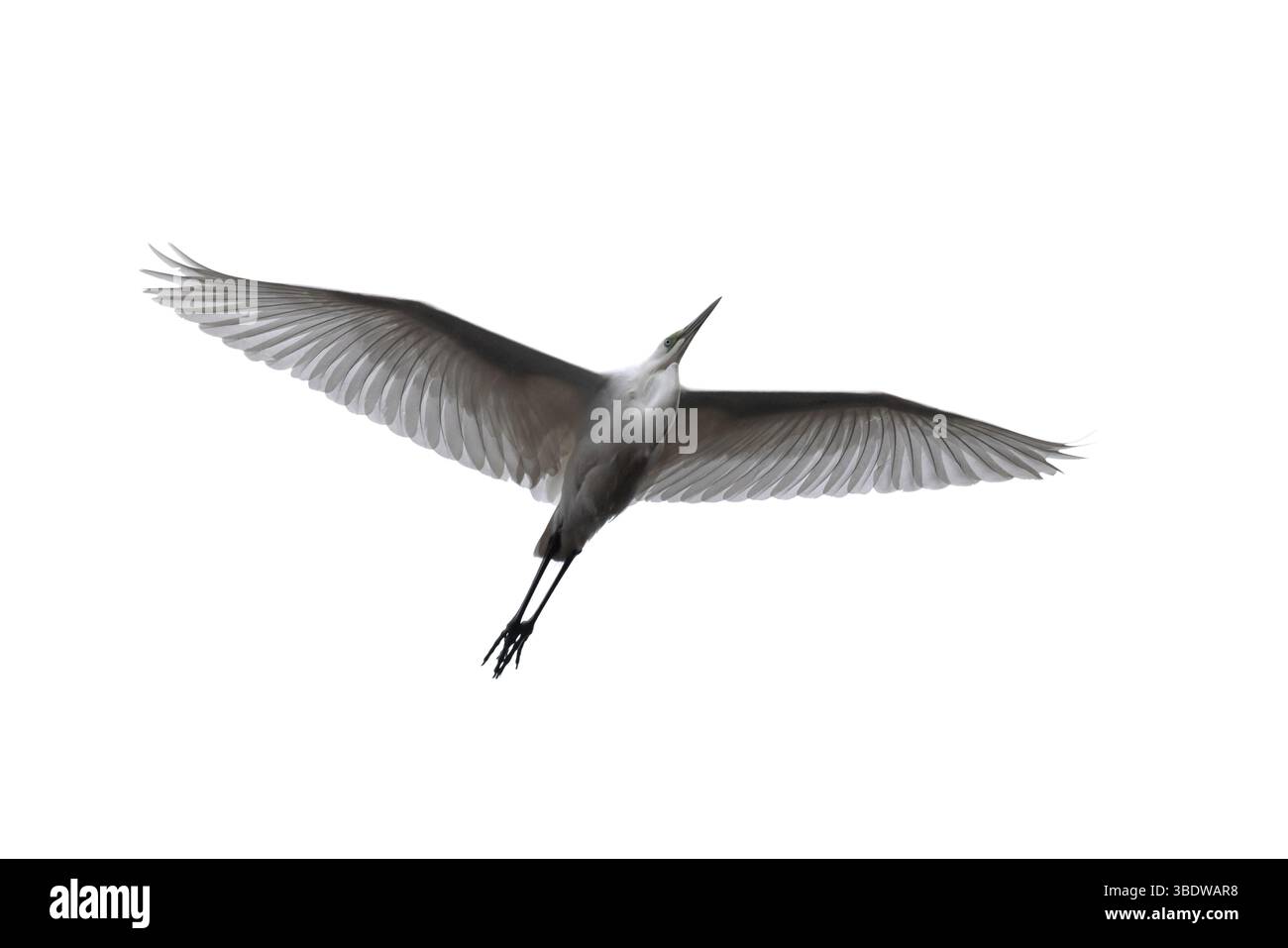 Flying great white egret isolated on white. Graceful egret soaring ...
