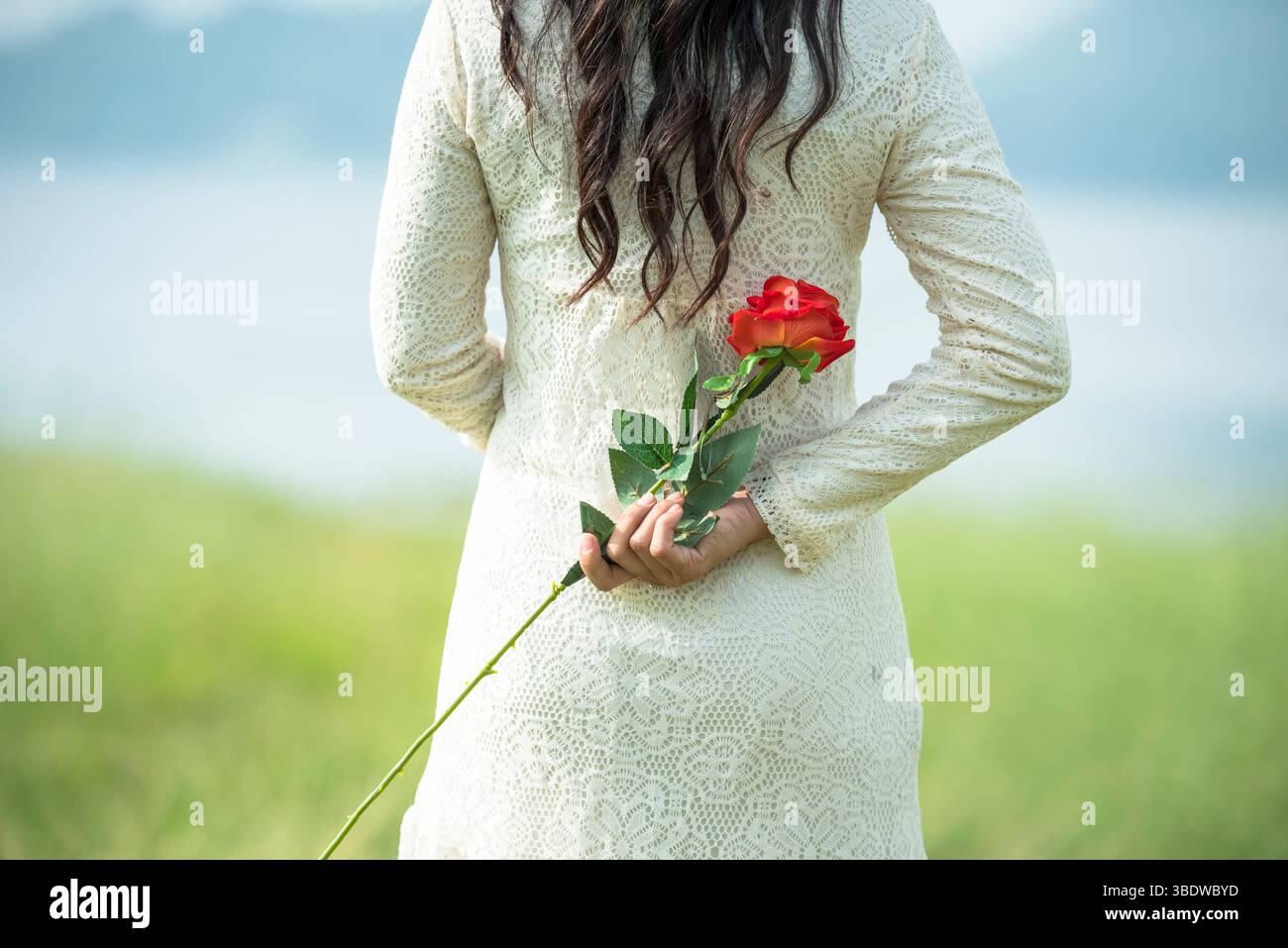Woman hand holding rose flower hiding behind back side rear view to ...
