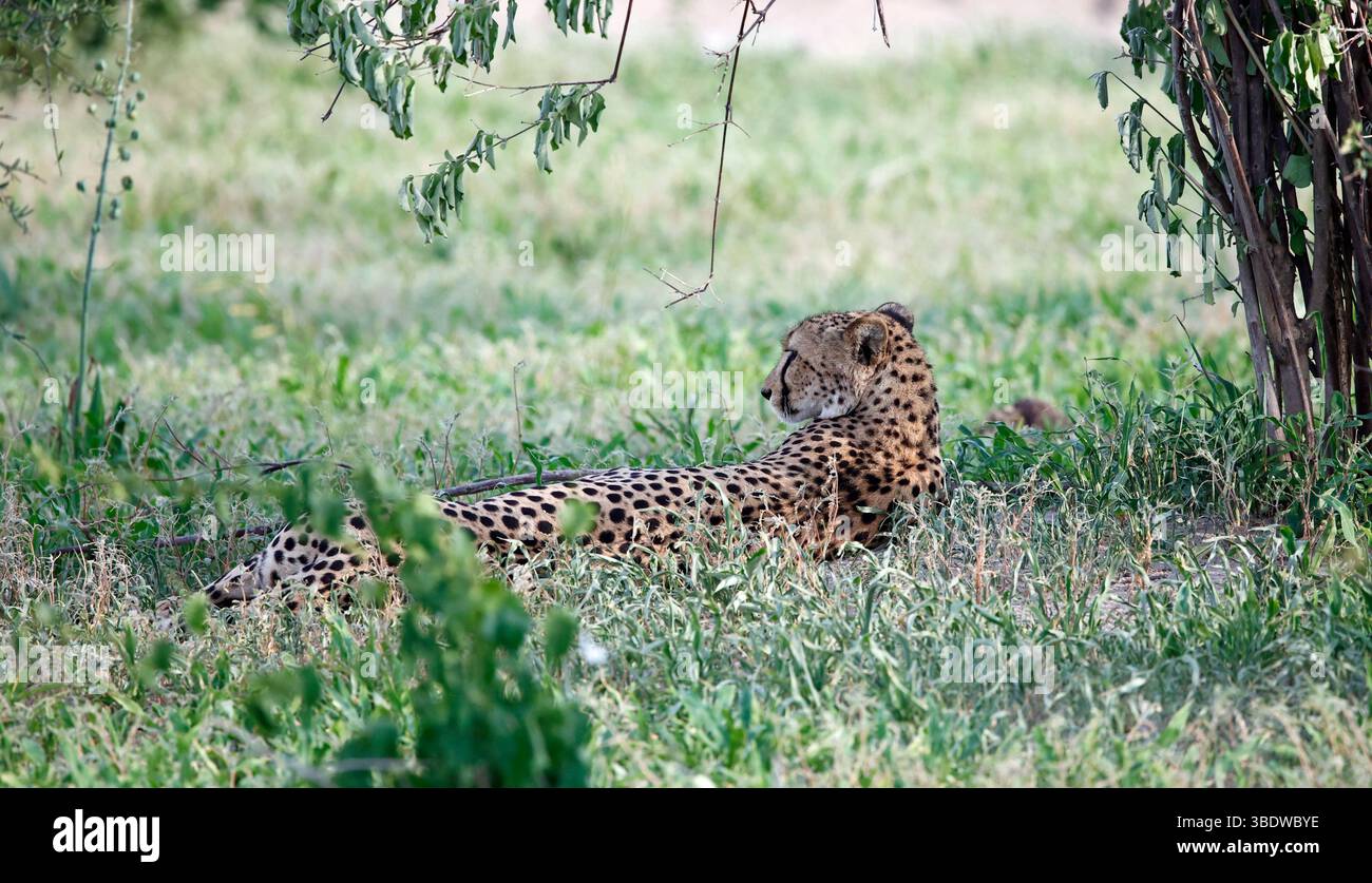 Female cheetah relaxing in the shade Stock Photo - Alamy