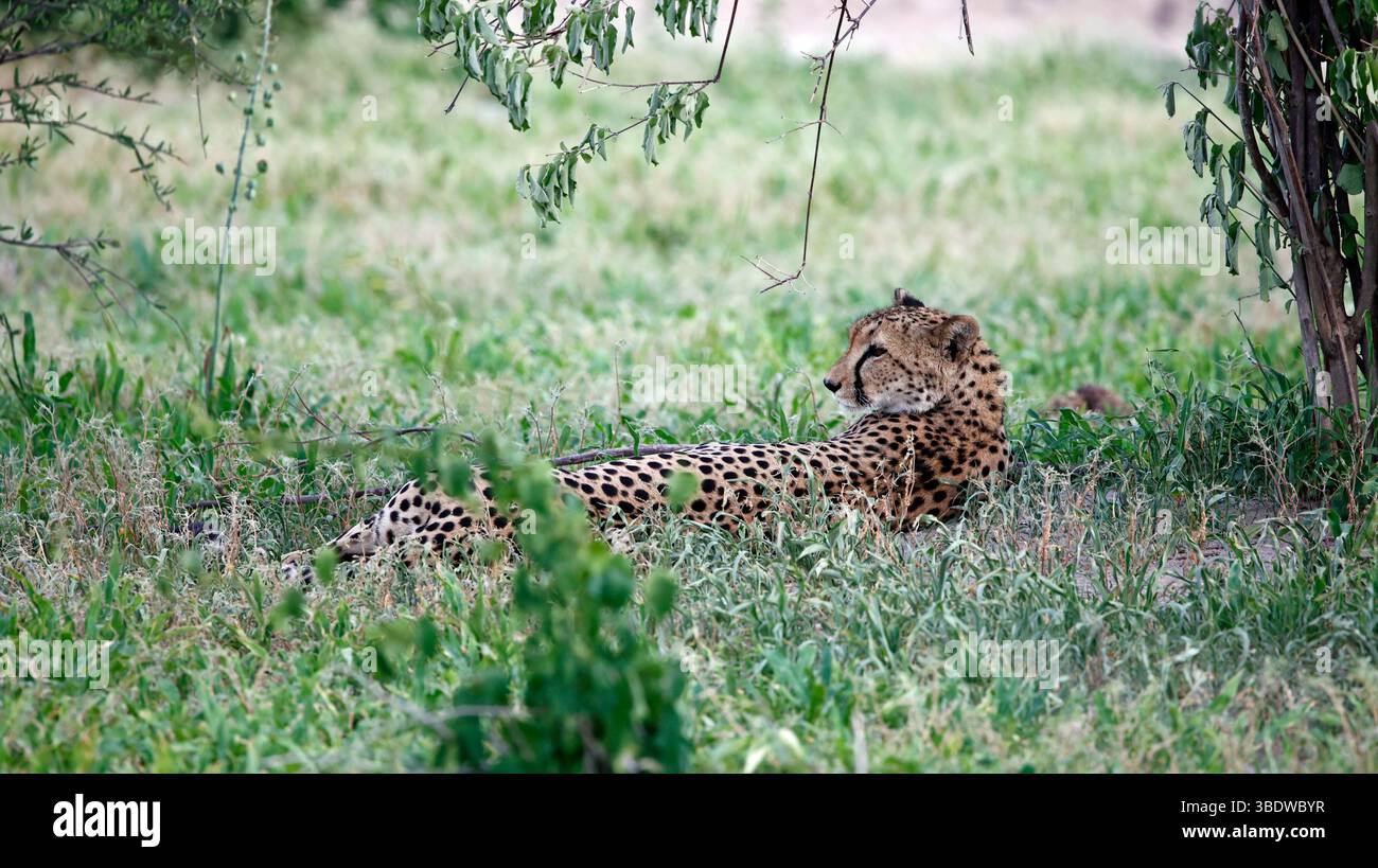 Female cheetah relaxing in the shade Stock Photo - Alamy