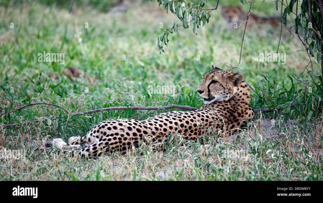 Female cheetah relaxing in the shade Stock Photo - Alamy