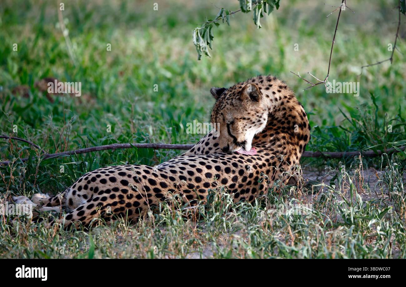 Female cheetah relaxing in the shade Stock Photo - Alamy