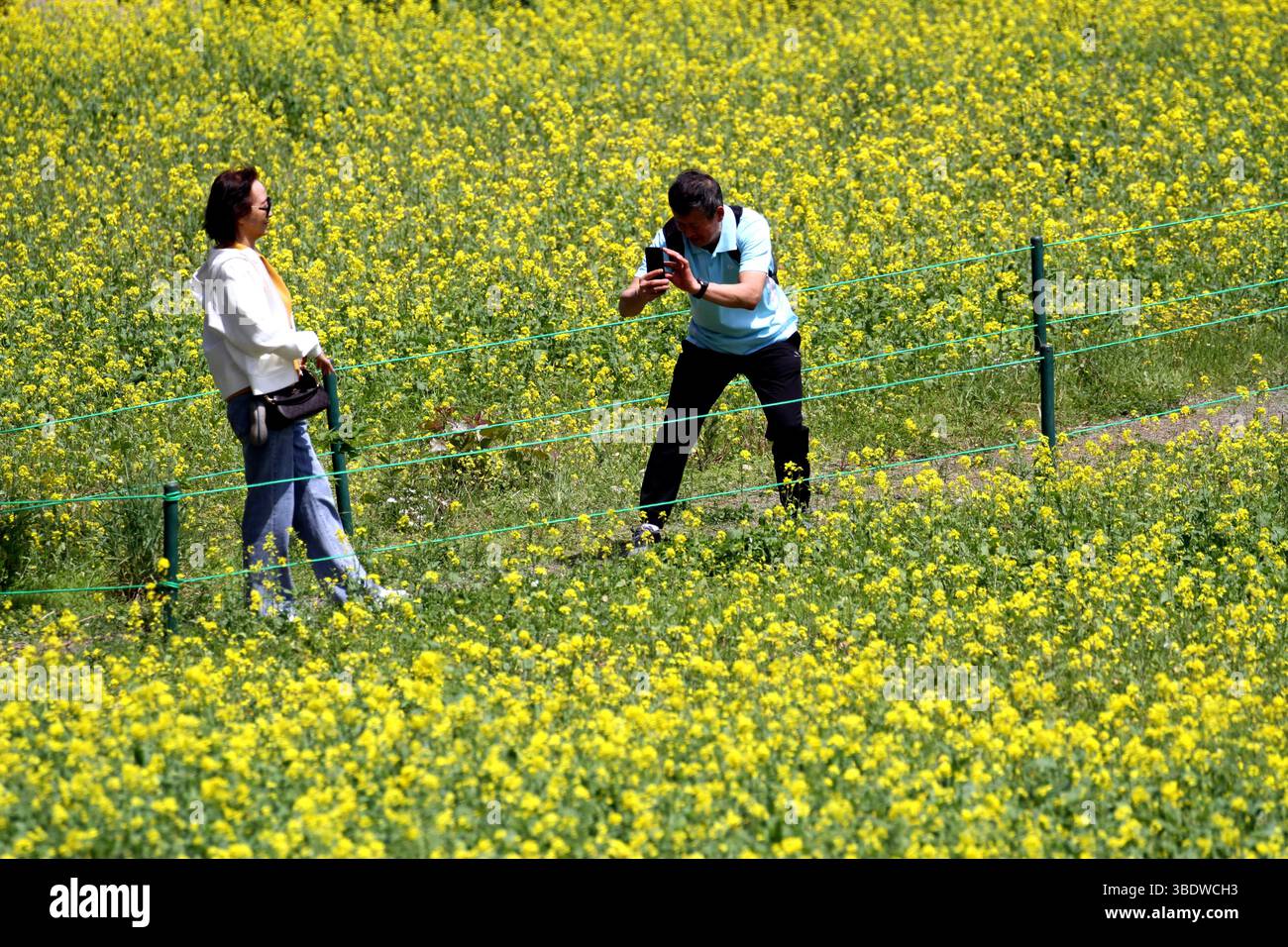 Cole flowers burst into bloom in Shenyang City, northeast China's ...