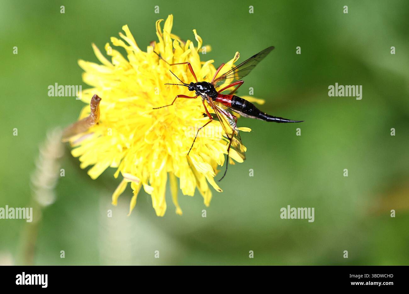 Natur 19.05.2025, Ostramondra, Schwarze Kammschnake oder Holzschnake ...