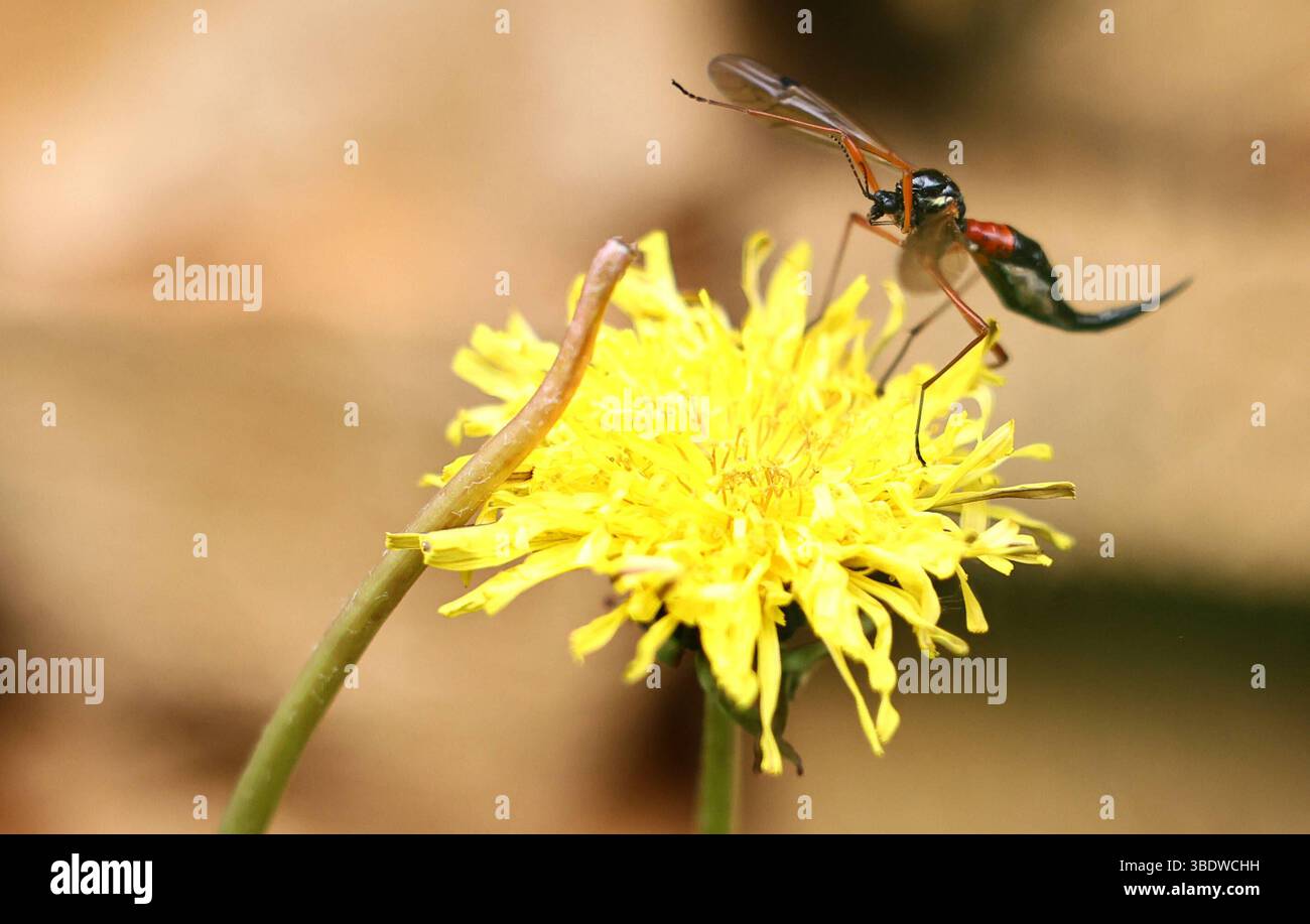 Natur 19.05.2025, Ostramondra, Schwarze Kammschnake oder Holzschnake ...