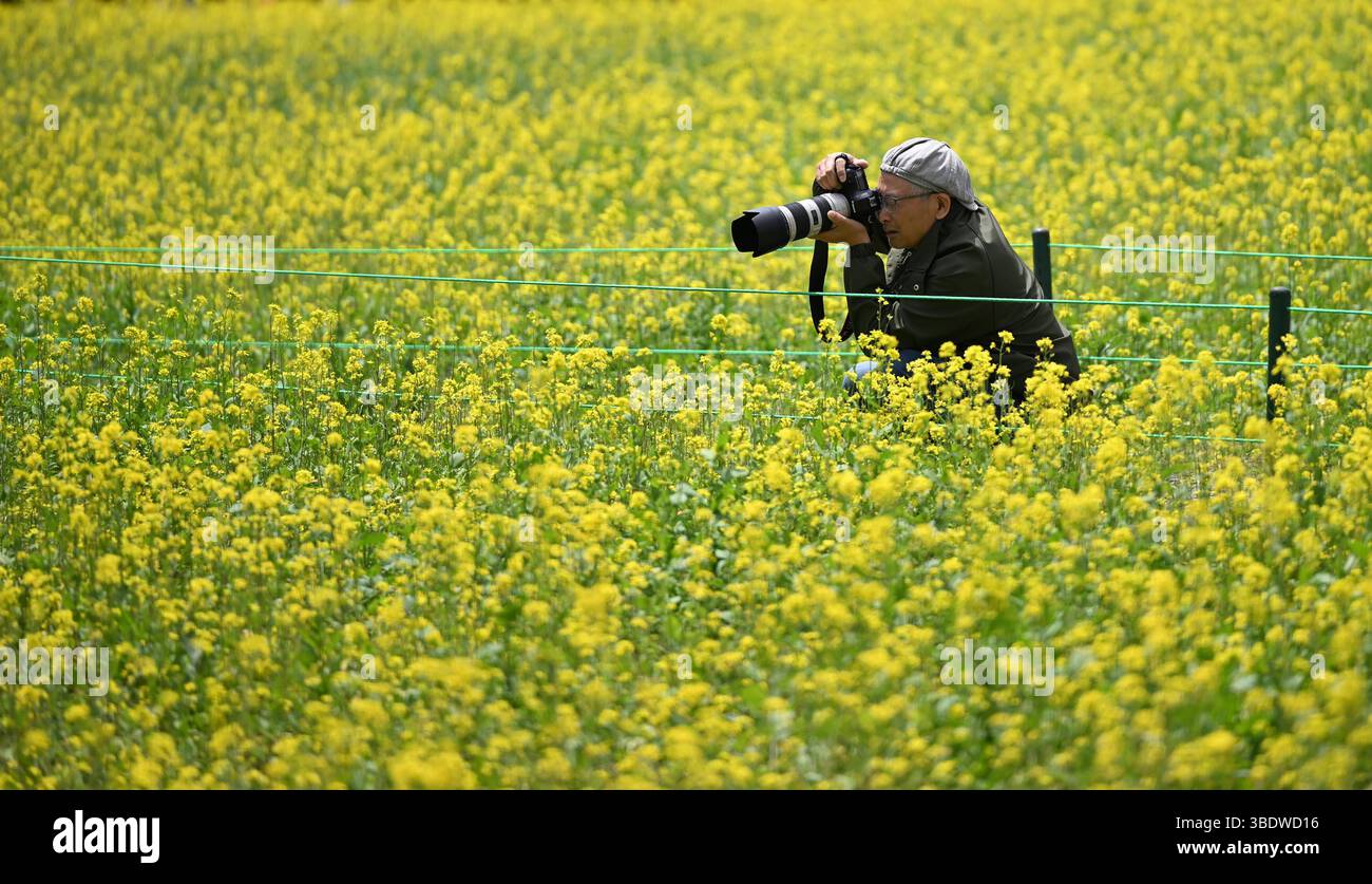 Cole flowers burst into bloom in Shenyang City, northeast China's ...