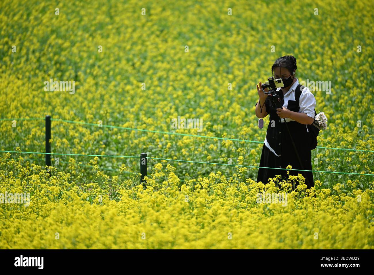 Cole flowers burst into bloom in Shenyang City, northeast China's ...