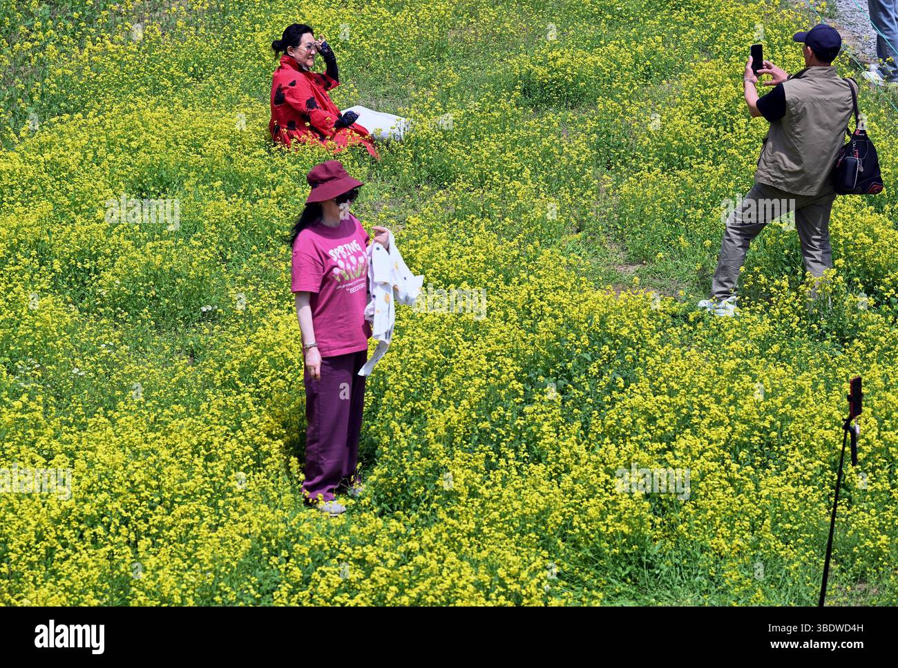 Cole flowers burst into bloom in Shenyang City, northeast China's ...