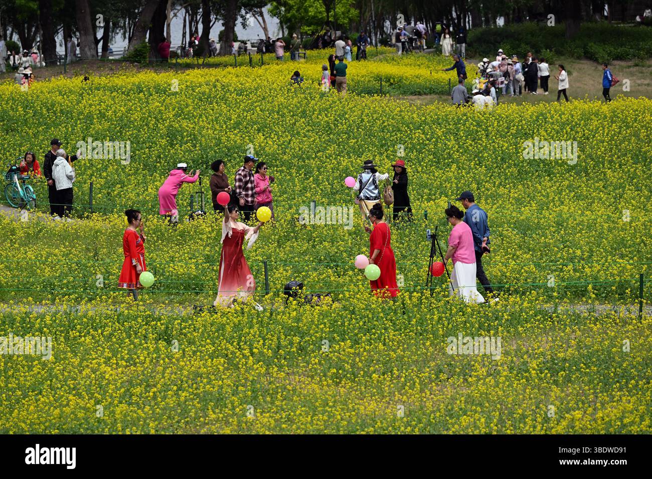 Cole flowers burst into bloom in Shenyang City, northeast China's ...