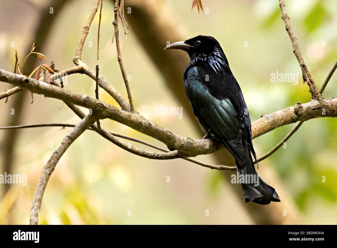 A Hair-crested Drongo (Dicrurus hottentottus) spotted in Pangolakha ...