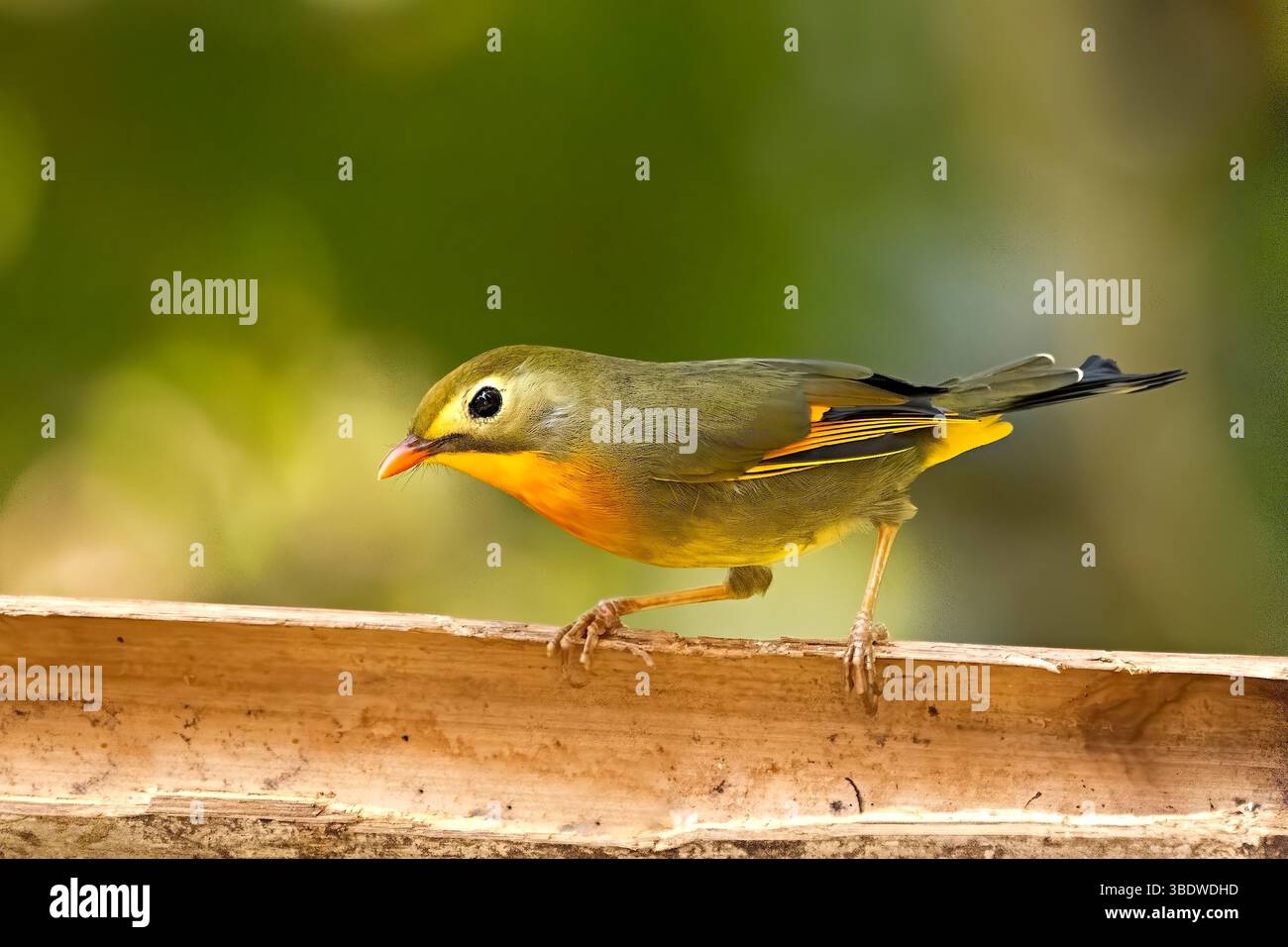Red-billed Leiothrix (Leiothrix lutea), captured in its native habitat ...