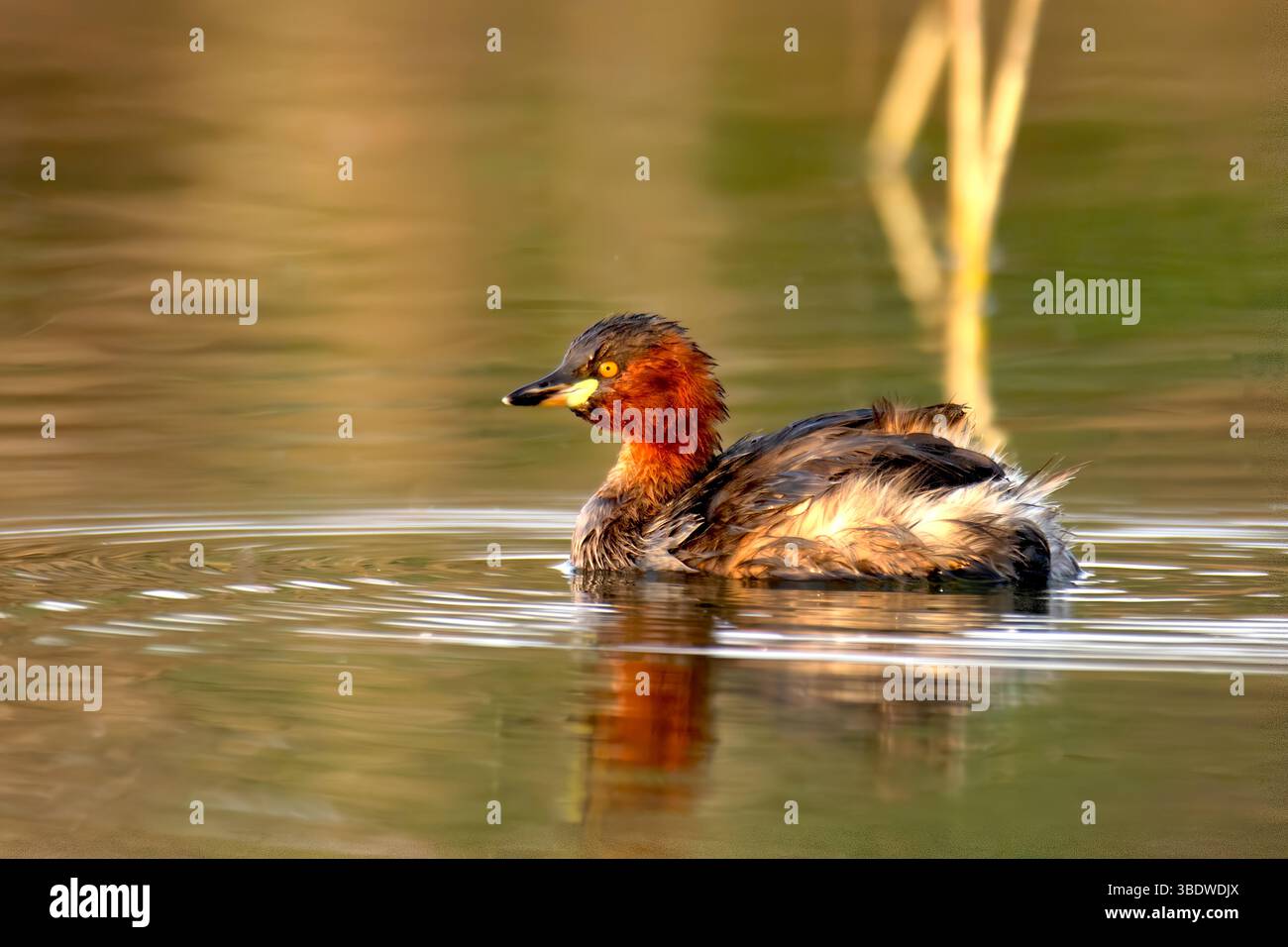 The Little Grebe, scientifically known as Tachybaptus ruficollis, is a ...