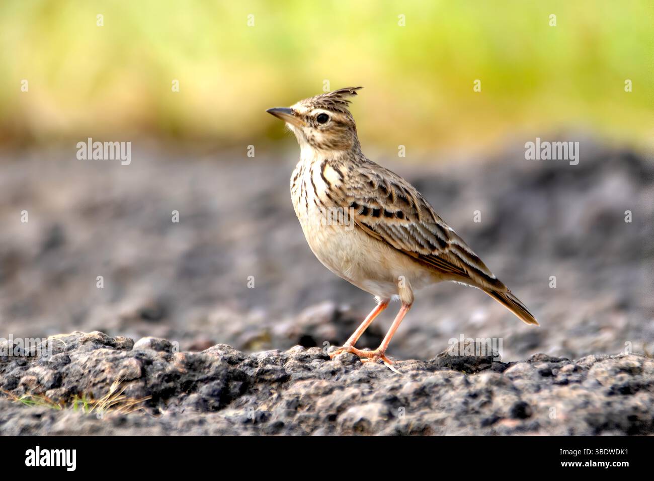 Malabar Lark (Galerida malabarica), a bird species native to the ...