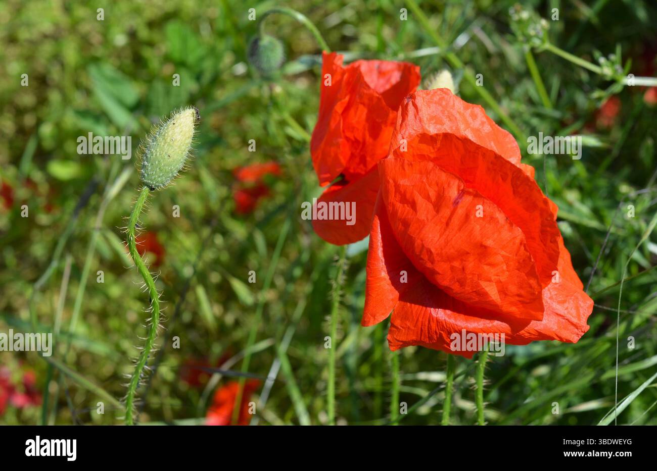 Wildflowers windy hi-res stock photography and images - Alamy