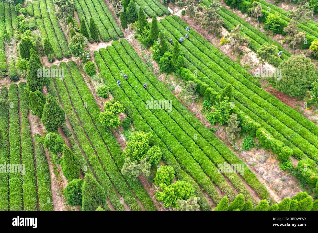 Aerial photo shows a tea garden in Rizhao City, east China's Shandong ...