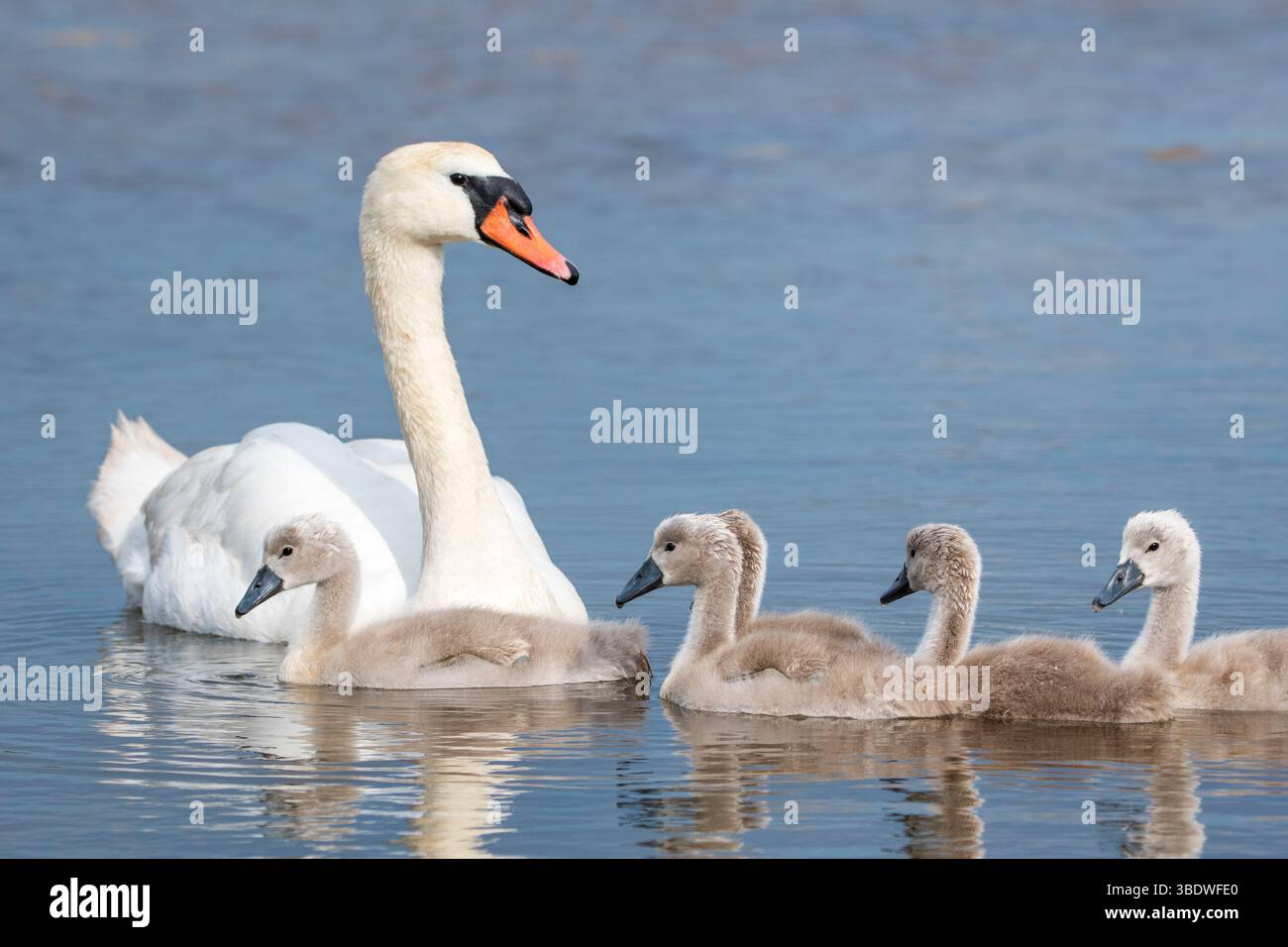 Graceful mute swan glides across hi-res stock photography and images ...