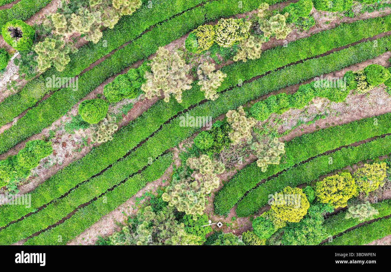 Aerial photo shows a tea garden in Rizhao City, east China's Shandong ...