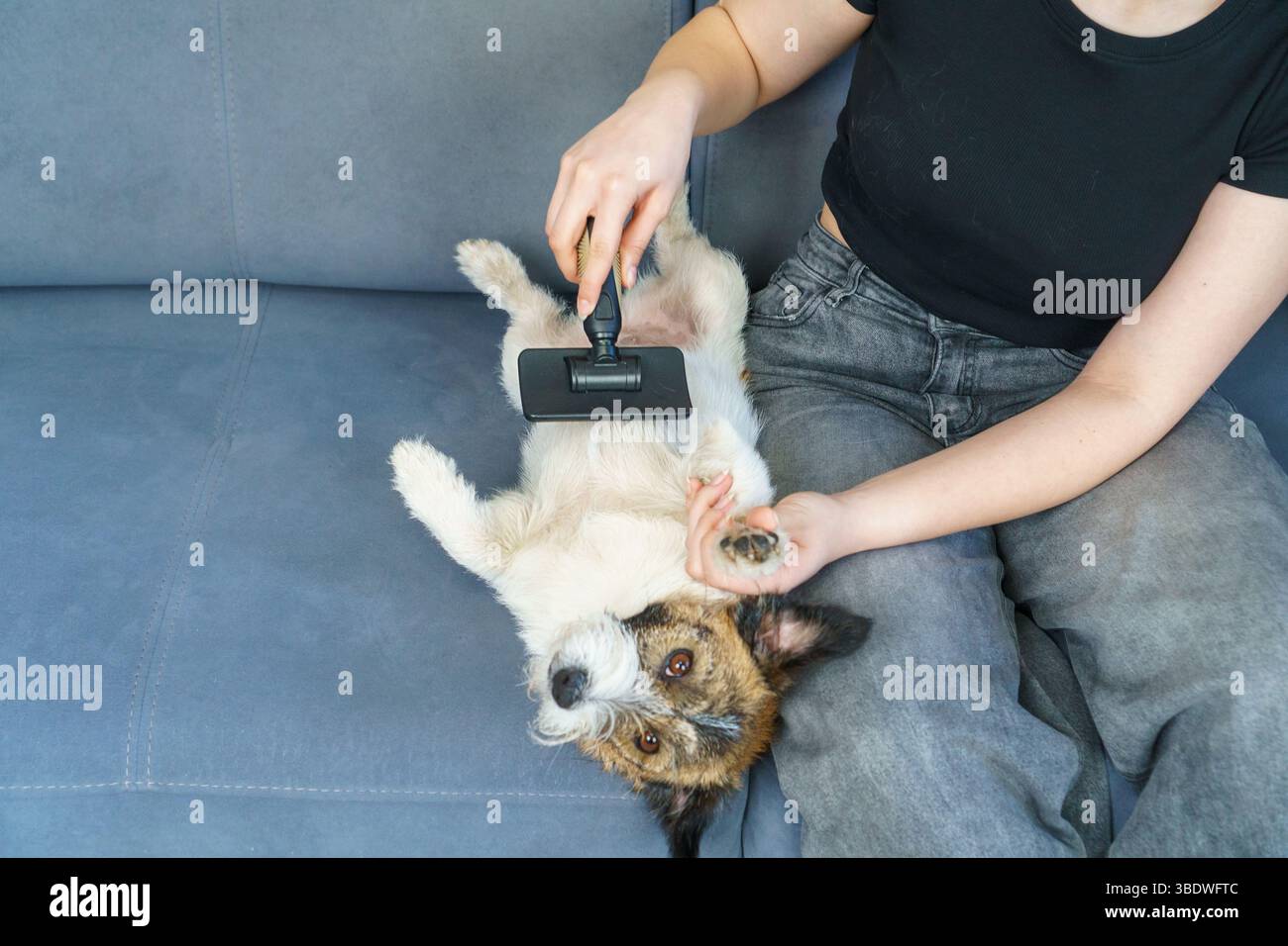 A girl brushes her pet's fur during the shedding season Stock Photo - Alamy