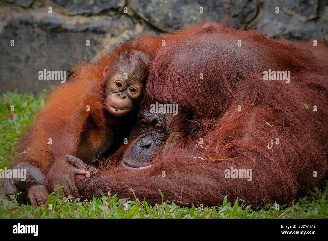 Portrait of mother and baby Bornean orangutan Stock Photo - Alamy