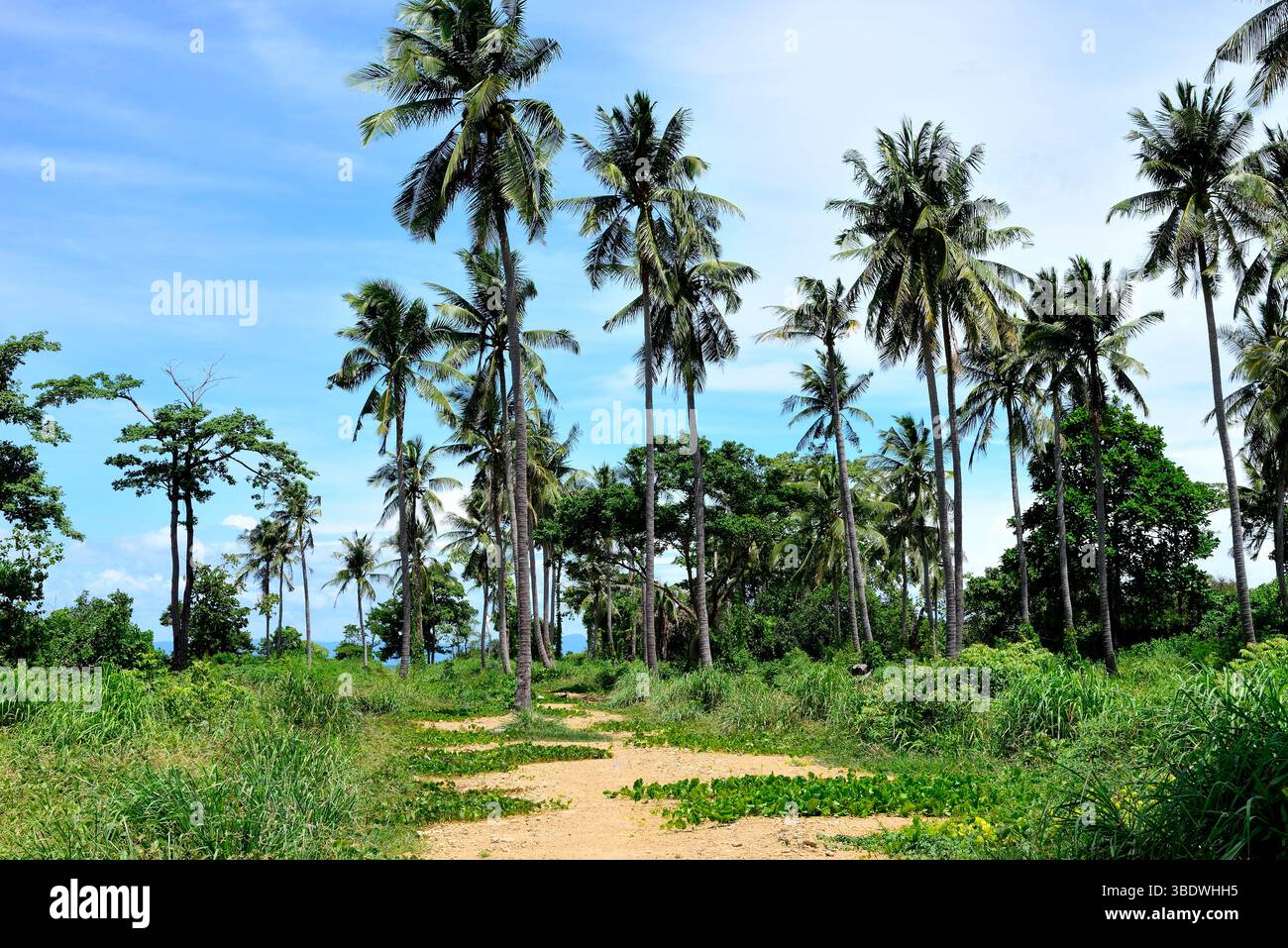 Cambodia rabbit island hi-res stock photography and images - Alamy