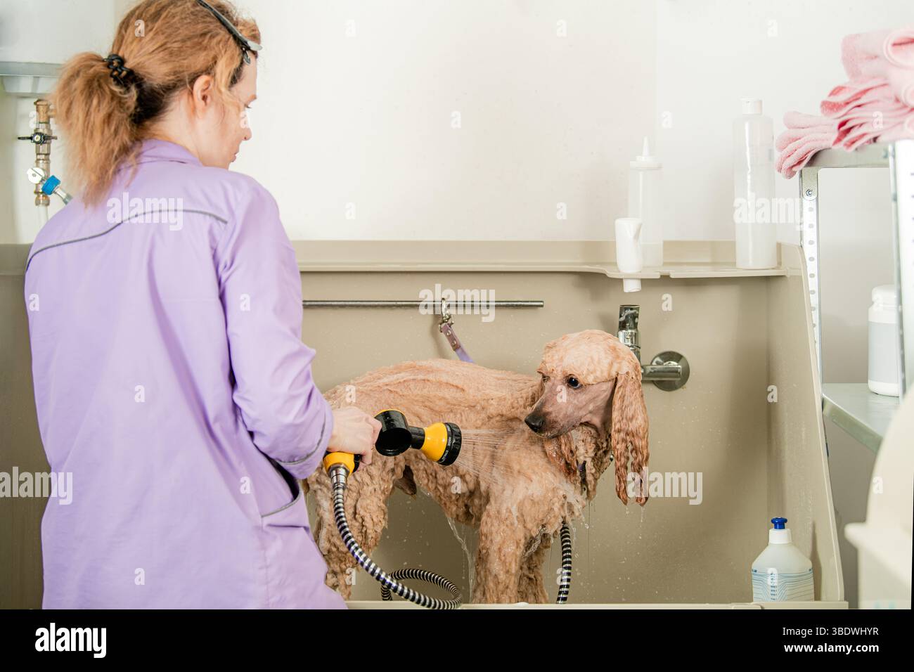 Grooming salon service hi-res stock photography and images - Alamy