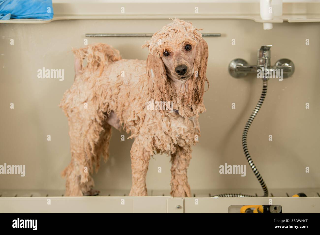 Wet poodle bathing in professional grooming salon Stock Photo - Alamy